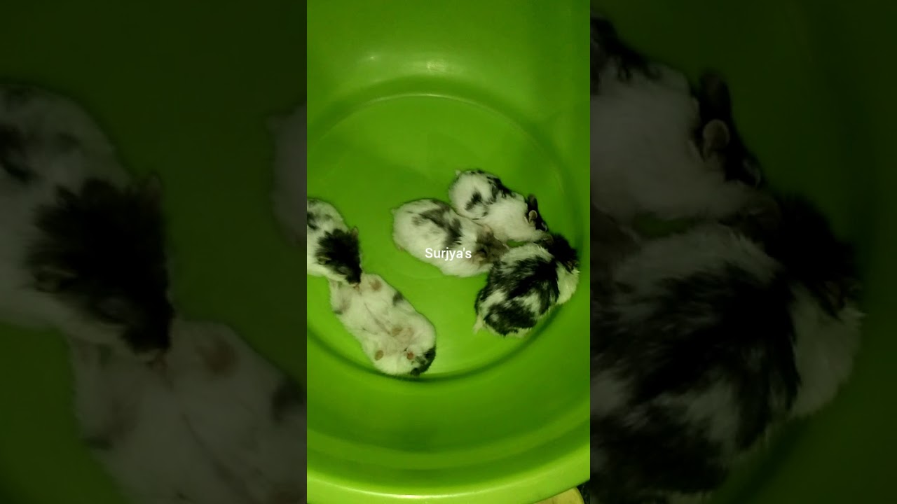 Some of the rarest mutation of Russian Campbell Dwarf hamsters #High ...