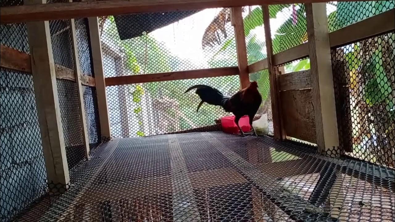 saib qaib qus thiab qaib dib dib tuaj zoo heev li nawb (2020) - YouTube