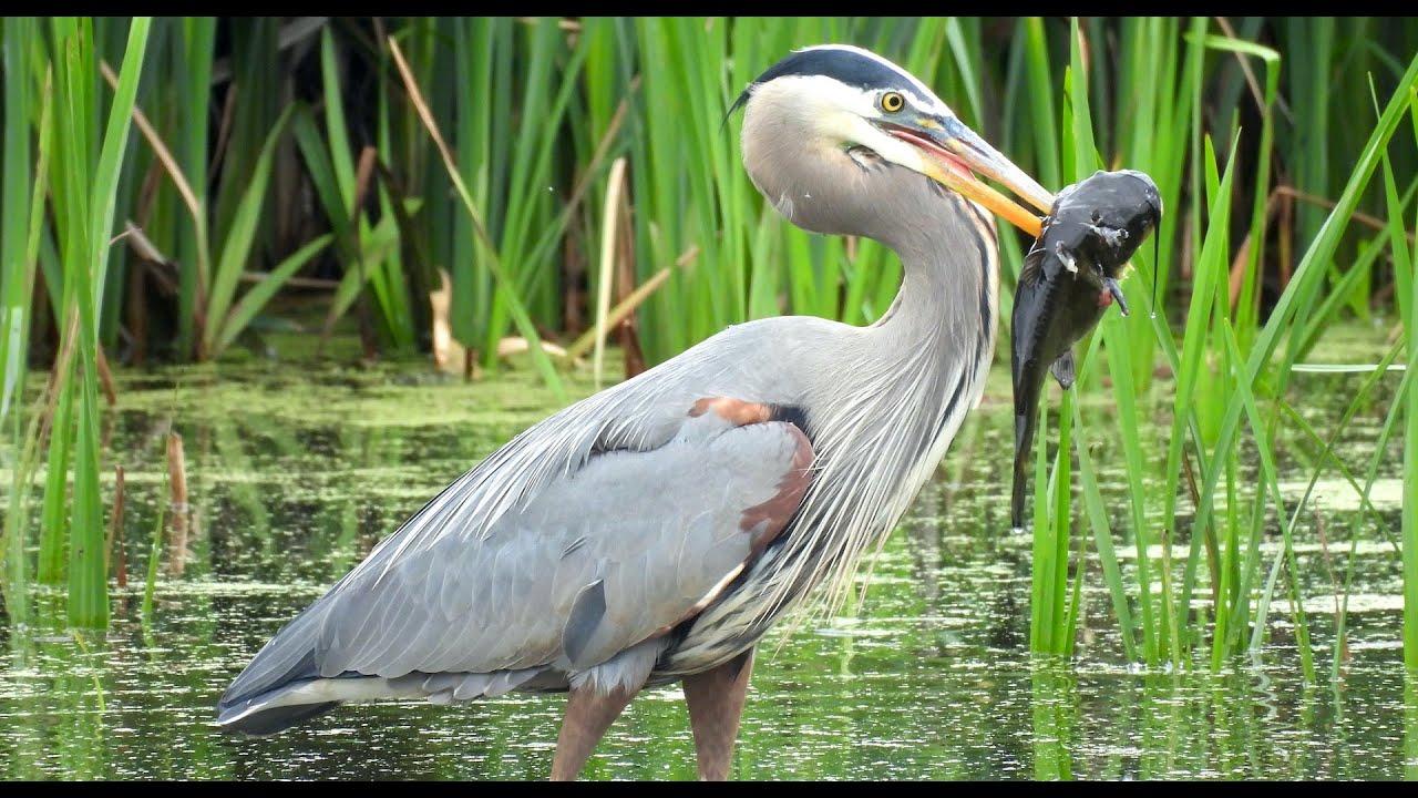 Watch as a great blue heron eats a catfish in Myrick Marsh - YouTube