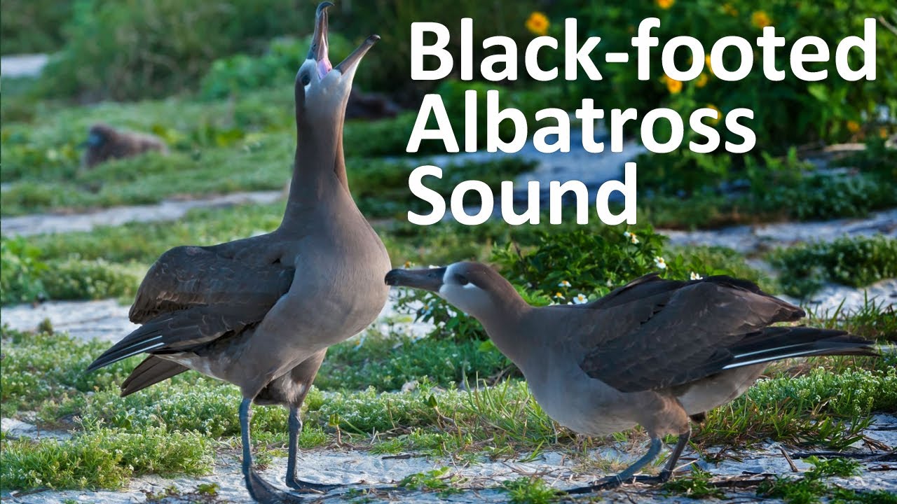 Have you ever heard the beautiful sound of BLACK FOOTED ALBATROSS ...