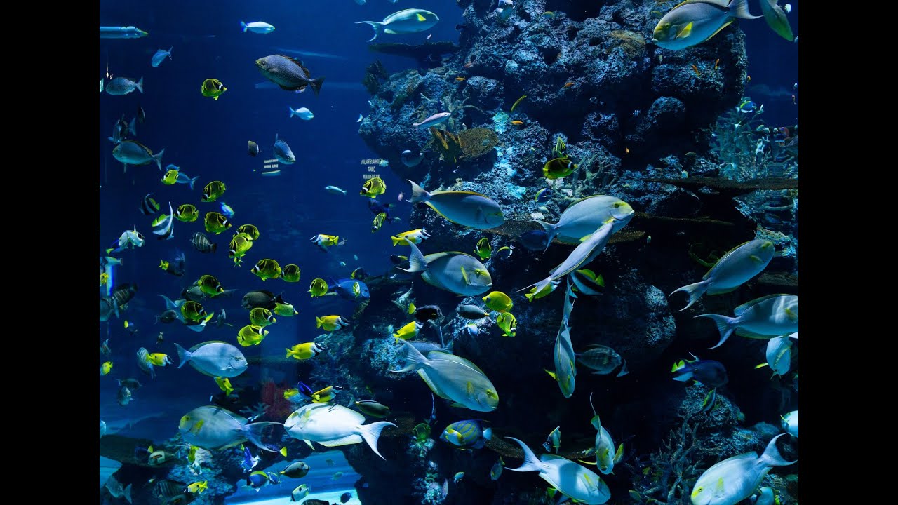 1 Hour of Stunning Aquarium Relax Music, Beautiful Aquarium Coral Reef ...
