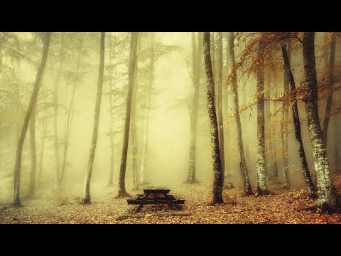 Hastane Önünde İncir Ağacı | Ney ile Enstrümantal#ney flute music #ney instrument #ney dinletisi