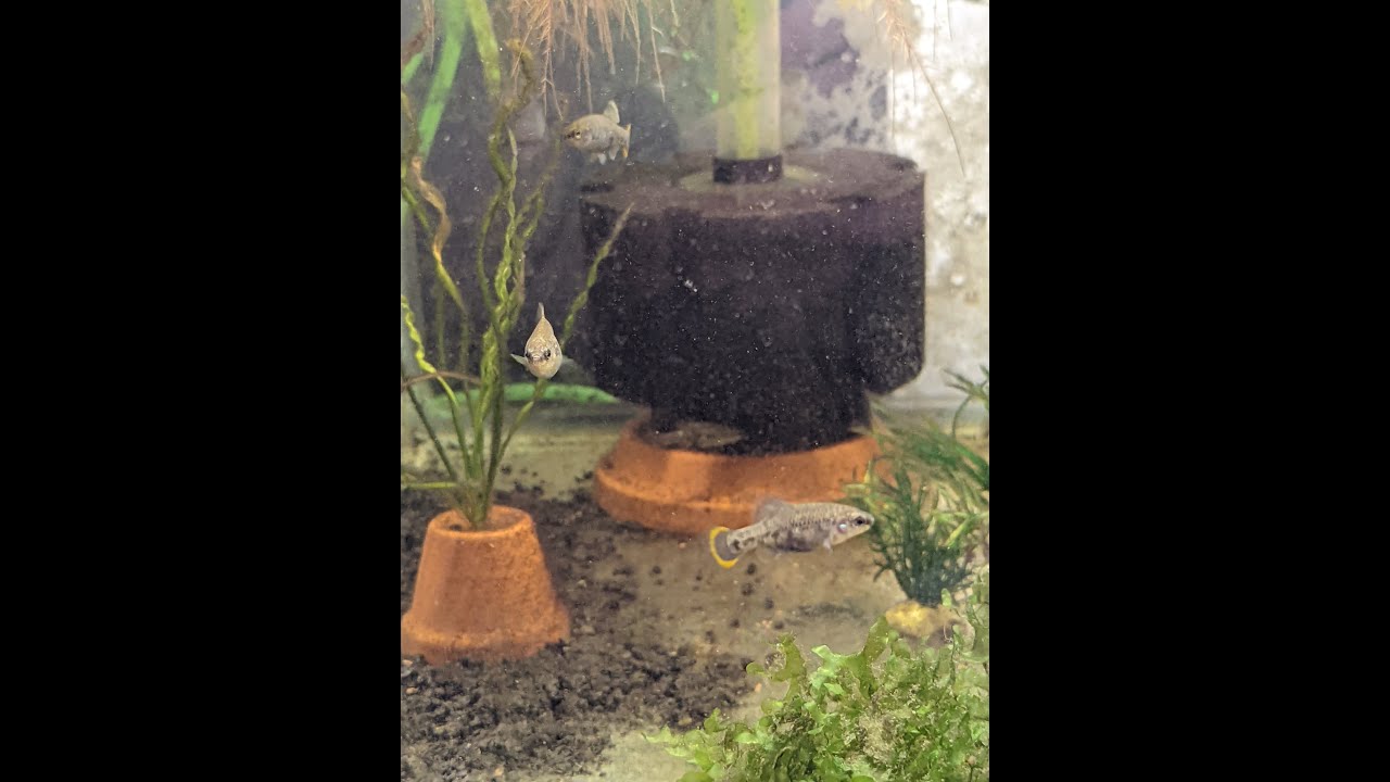 Zoogoneticus Tequila Goodeid new fry - YouTube