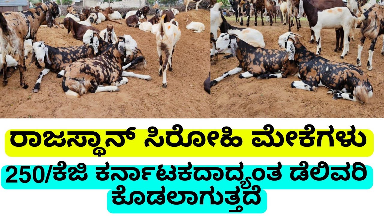 sirohi goat farm Rajasthan | jagadamba goat farm | whole sale treders ...