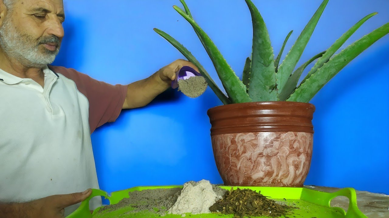 From Pups to Plants: How to Plant and Multiply Aloe Vera - YouTube