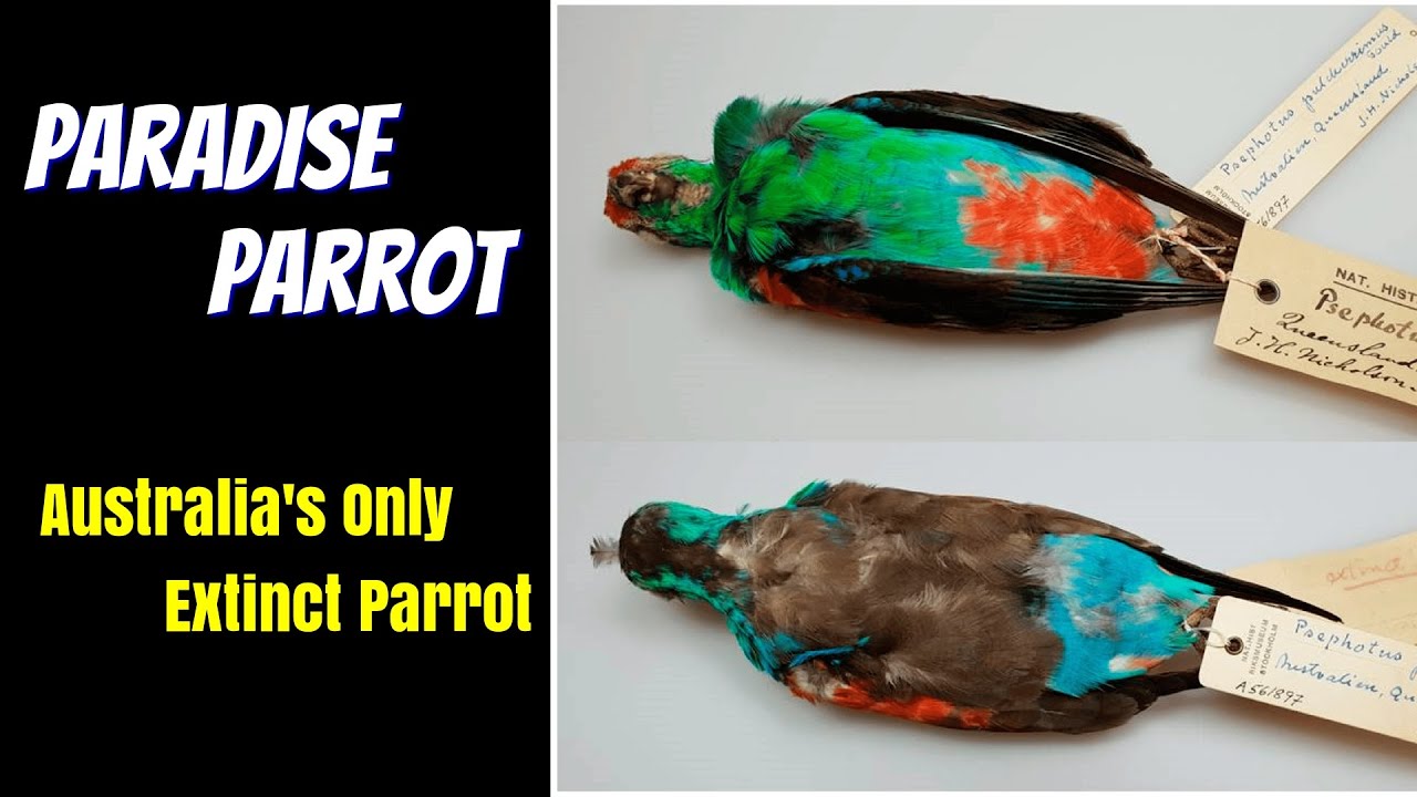Paradise Parrot || Tales of Forgotten || Australia's Only Extinct ...