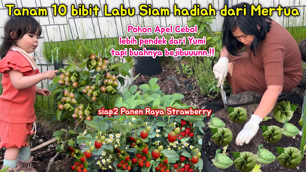 DI HADIAHKAN MERTUA 10 BIBIT LABU SIAM | update KEBUN, mulai SUBUR ...