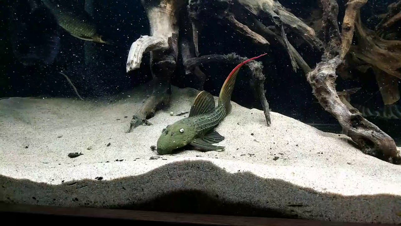 Pseudacanthicus pitanga "L24 pleco" feeding - YouTube