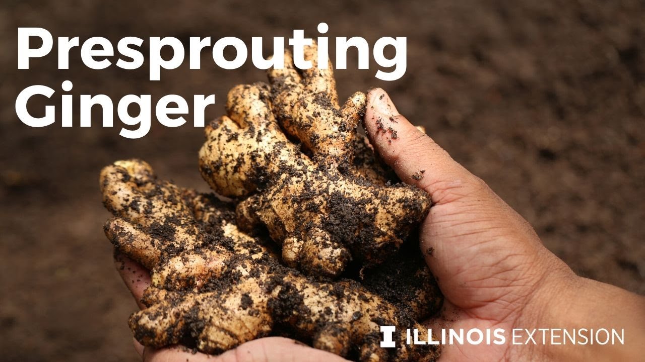 Presprouting Ginger: Start growing your own ginger! - YouTube