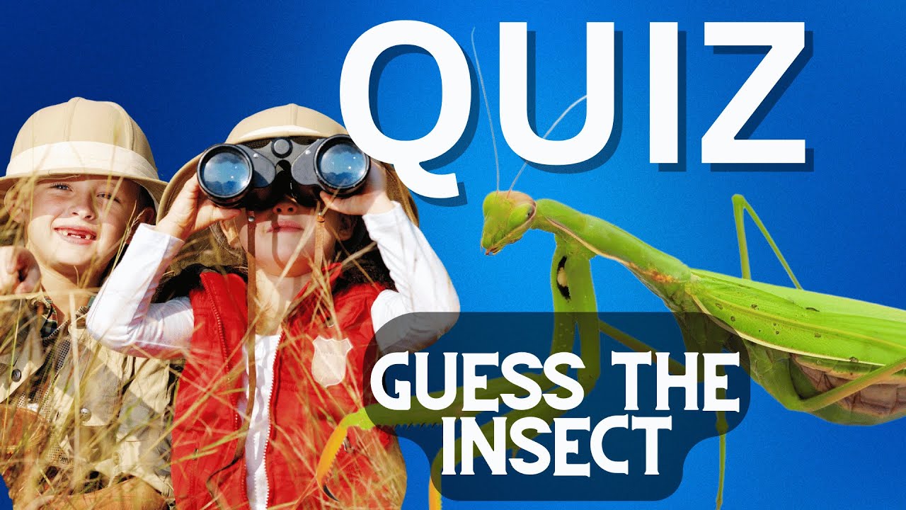 Guess The Insect Quiz for Kids Learning | Fun Facts & Trivia! - YouTube