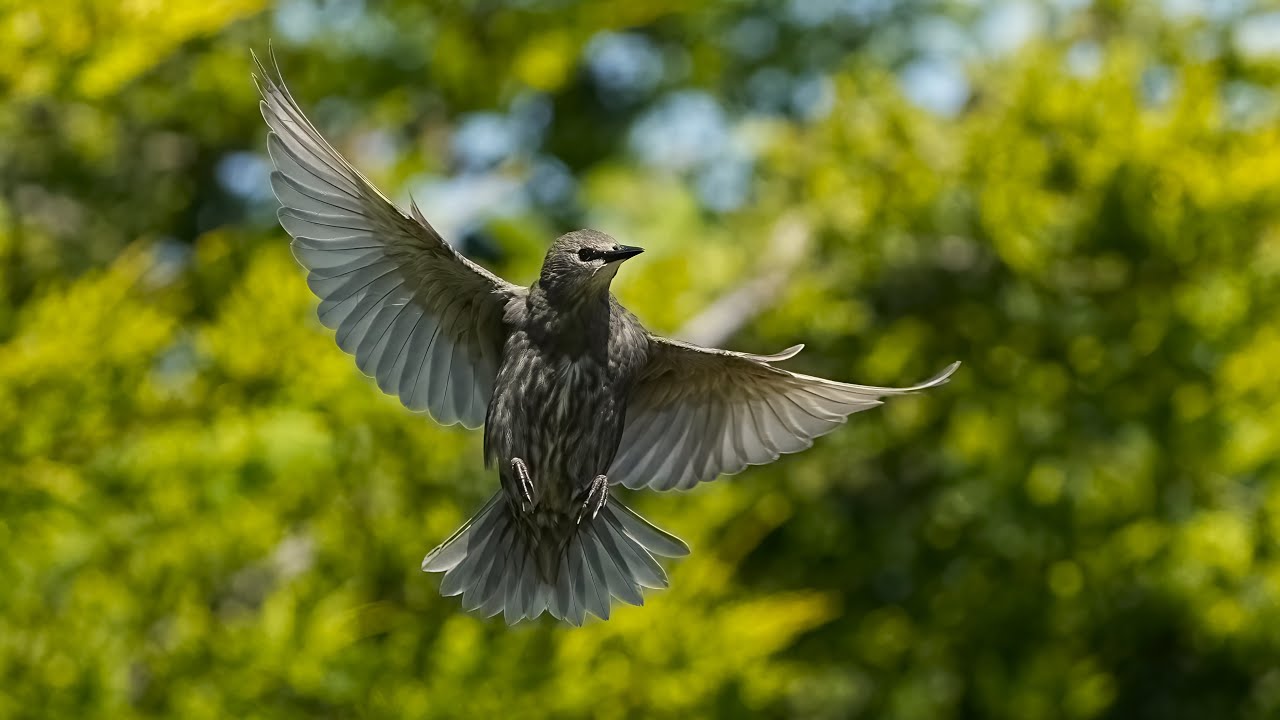 fledgling starling in flight - YouTube