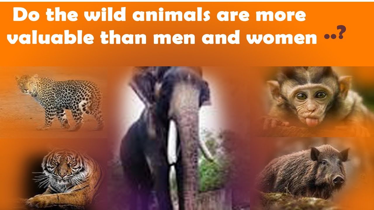 wayanad wild animal attack | kerala| Elephant Attack | Man To Death In ...