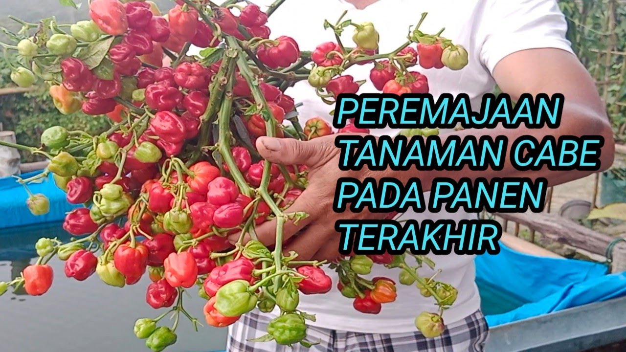 Panen cabe yang terakhir sekaligus peremajaan dan langsung dipupuk ...