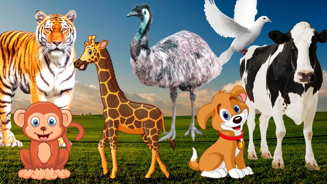 Interesting animals around us: Tiger, cow, cat, horse, pig, chicken ...