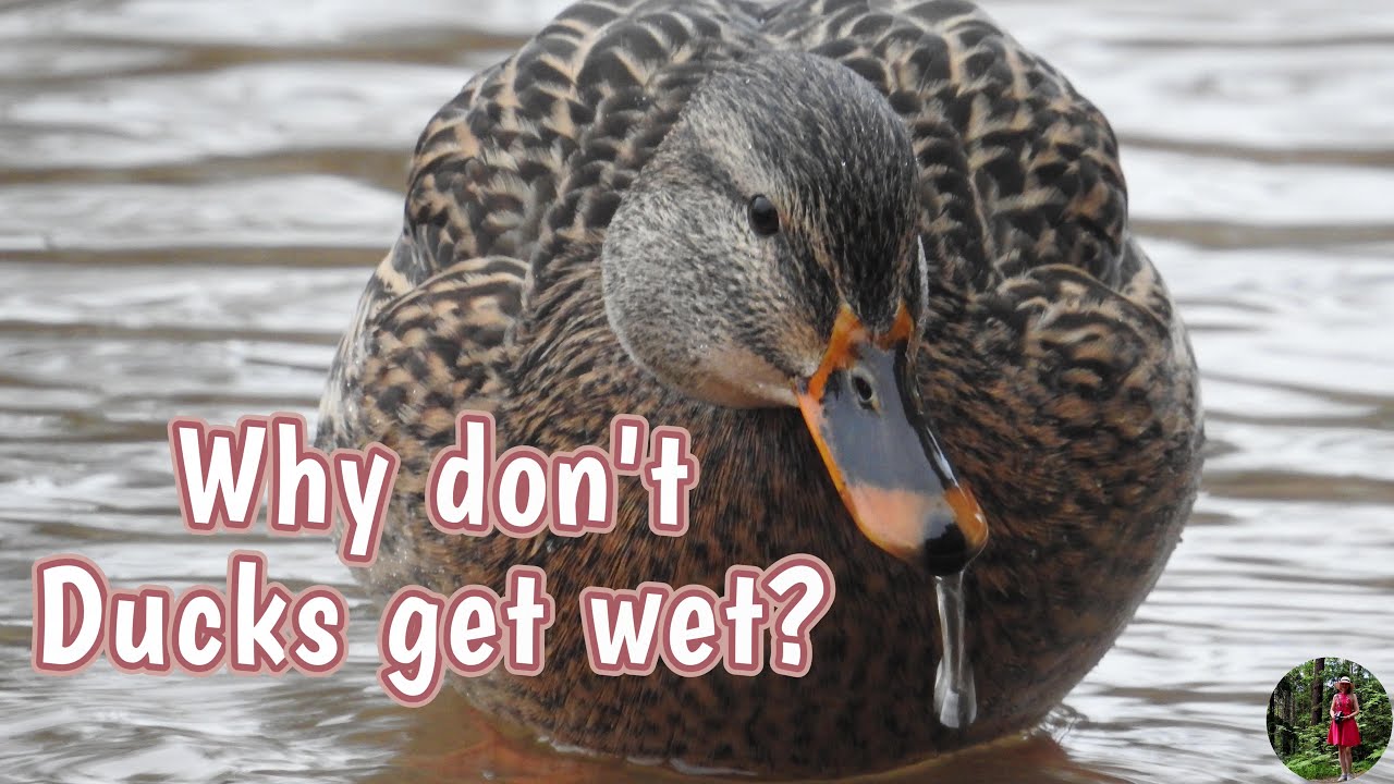 Why don't Ducks get wet? - YouTube