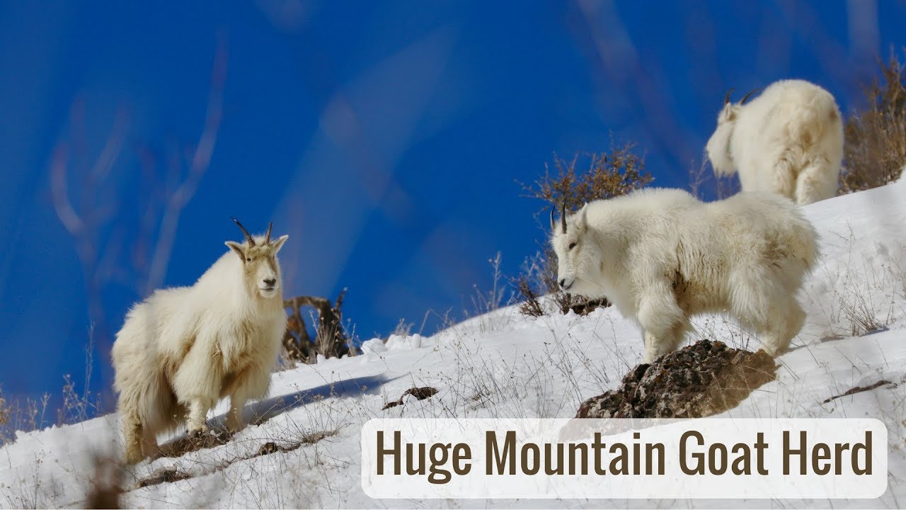 Wonderful Wyoming Wildlife - Huge Mountain Goat Herd - YouTube