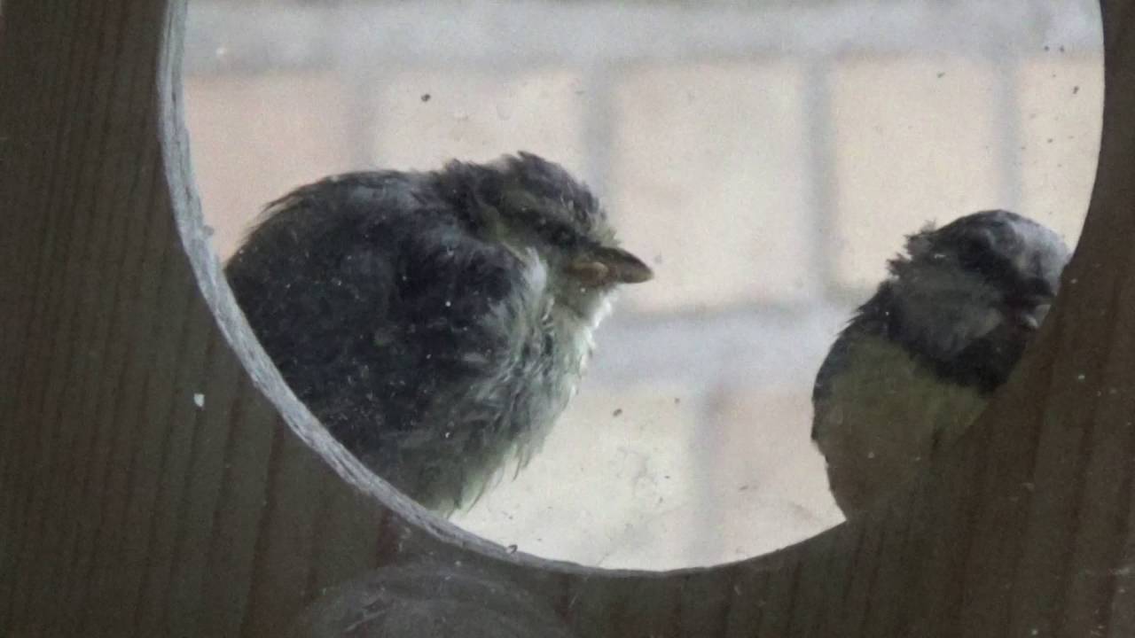 El musvit unge spriser mad fra vinduesfoderbræt - YouTube