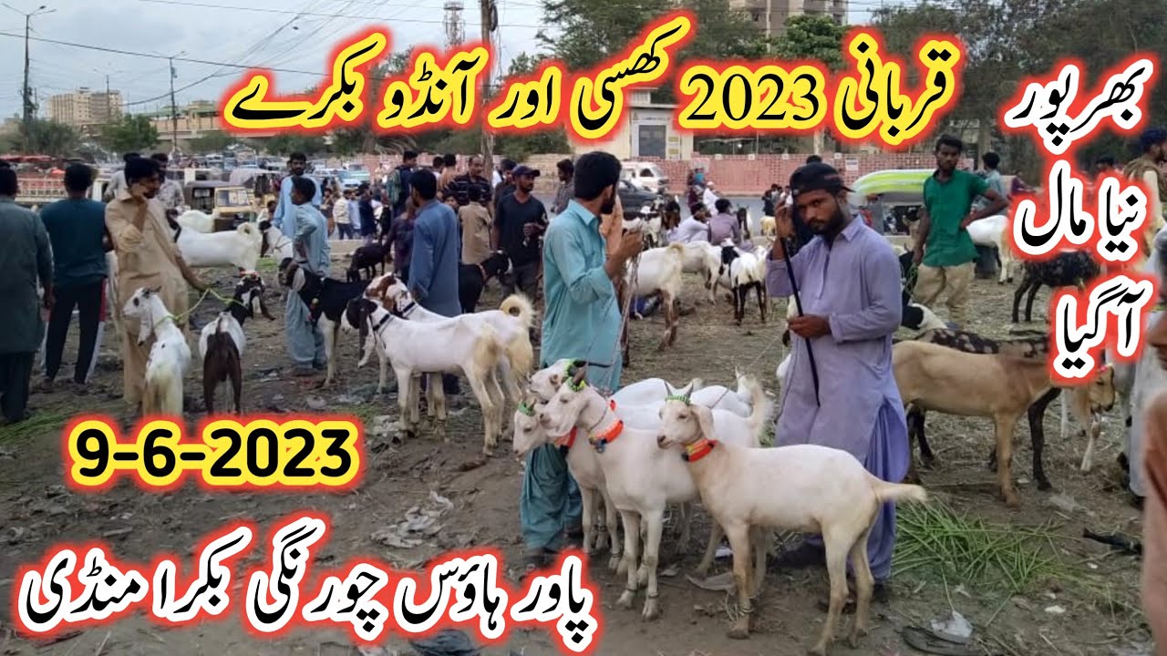 Power House Bakra Mandi Latest Update | 9 June 2023 | Bakra Mandi ...