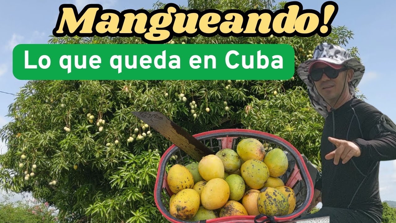 Recolectando Mangos en Cuba🇨🇺🇨🇺: Aventura de 22 Kilómetros - YouTube