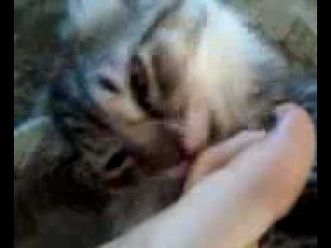 Cat Licking Feet