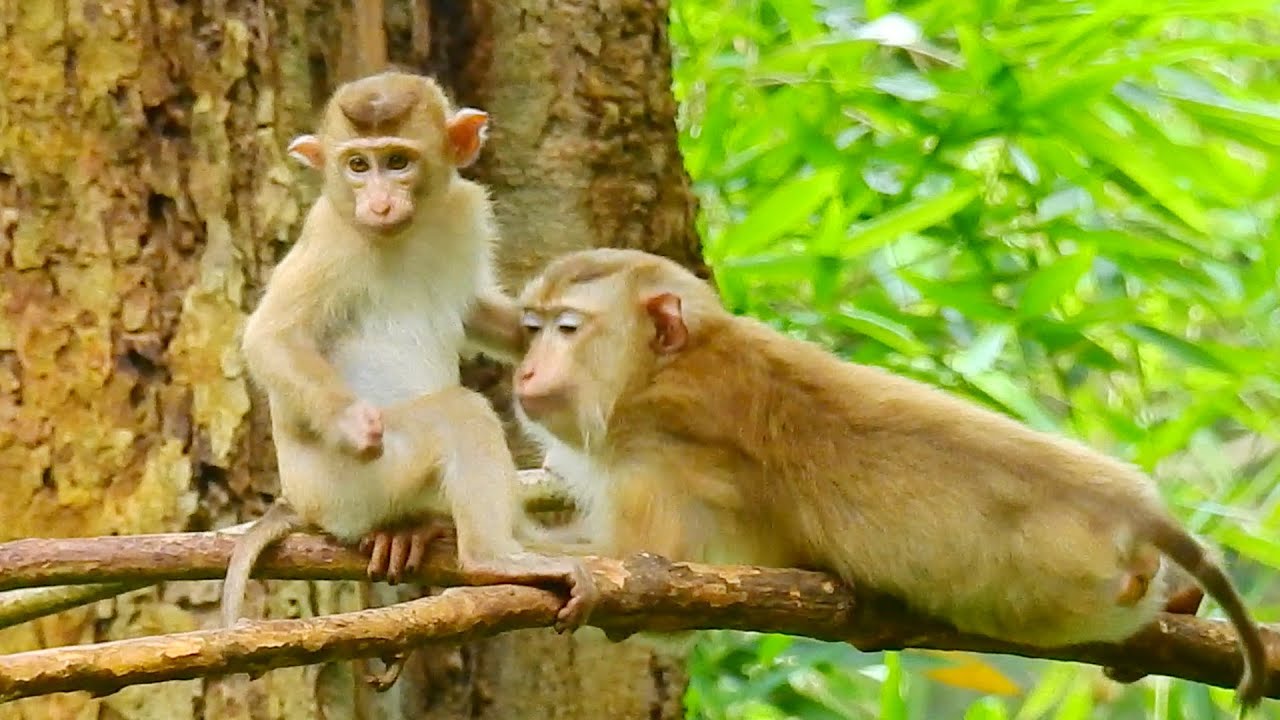 Linda meets her sister Lila on the tree & help to massage because she ...
