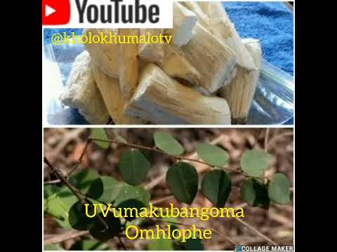 Incazelo ngoVumakubangoma omhlophe . By Kholo Khumalo TV - YouTube