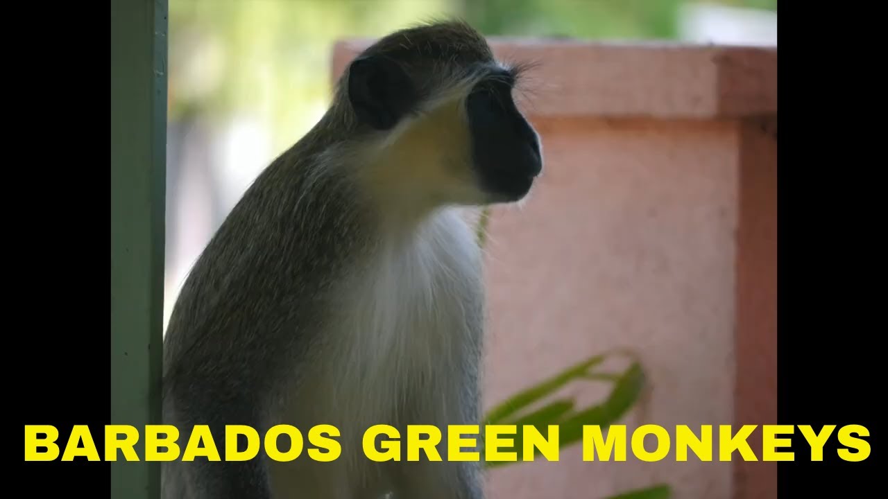 BARBADOS HOLETOWN: GREEN MONKEYS IN MY BACKYARD! CLOSE UP! - YouTube