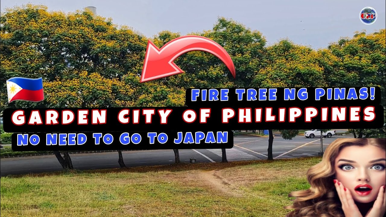 Fire Trees sa Filinvest City Namulaklak na! | Garden City ng Pilipinas ...