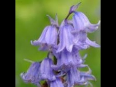 Funeral for Maureen and Julie Fenner - 23rd January 2pm - YouTube