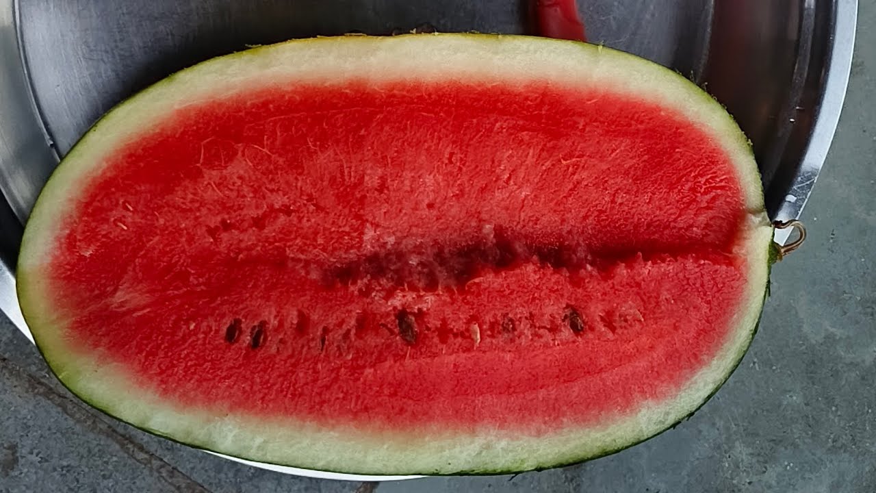 Seamons Seeds Balaji watermelon 🍉 9145246794 Nursery owner review om ...