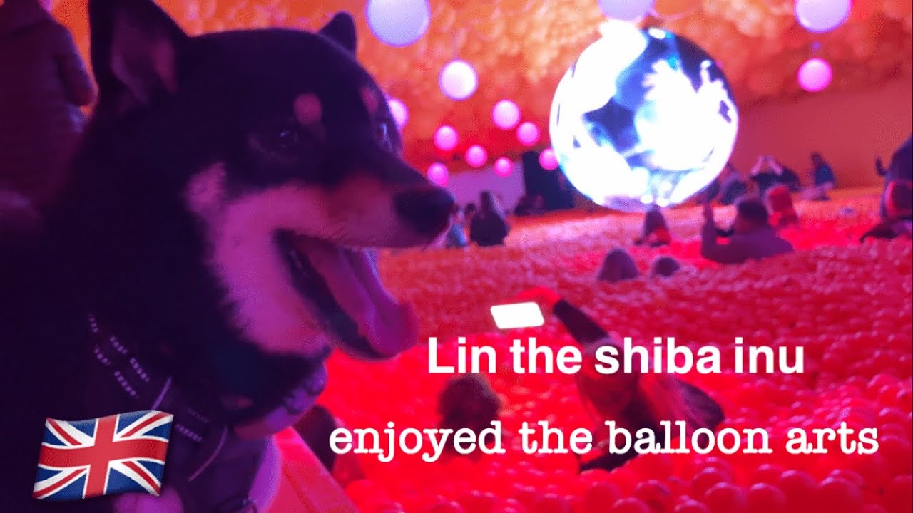 Lin the Shiba Inu visits Balloon museum in London🎈🎈🎈 - YouTube