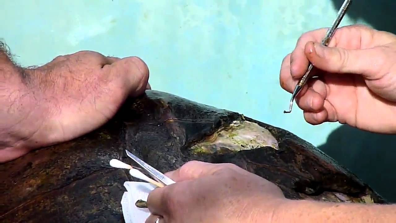 Turtle Cure, Florida - YouTube