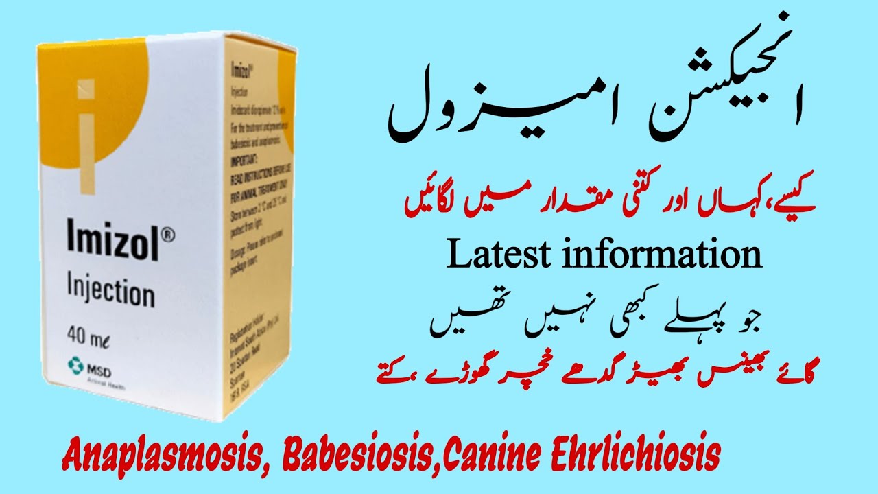 How To Use Imizol Injection In Babesiosis Anaplasmosis| Correct dose of ...