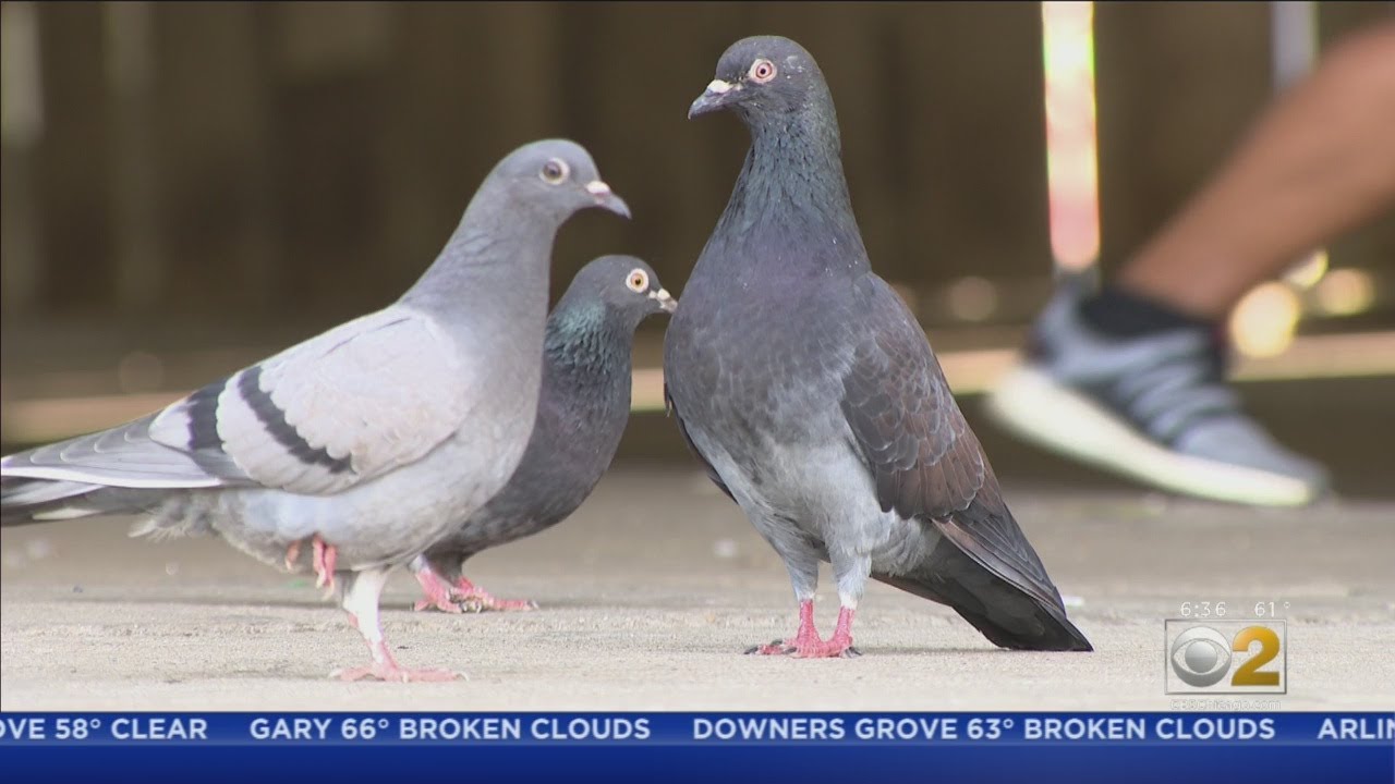 Viral Video Of Pigeon Pooping On Lawmaker Spurs Action At Filthy CTA ...