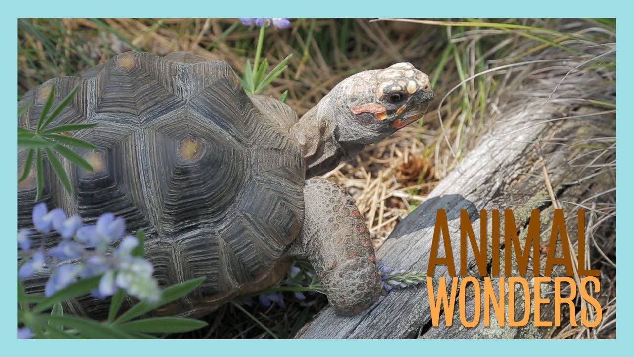 Taking the Tortoises for a Walk - YouTube