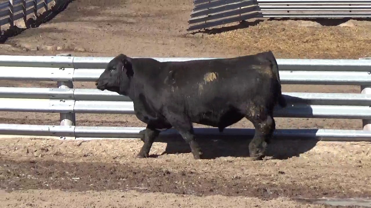 Connealy Angus Ranch Lot 349 - YouTube