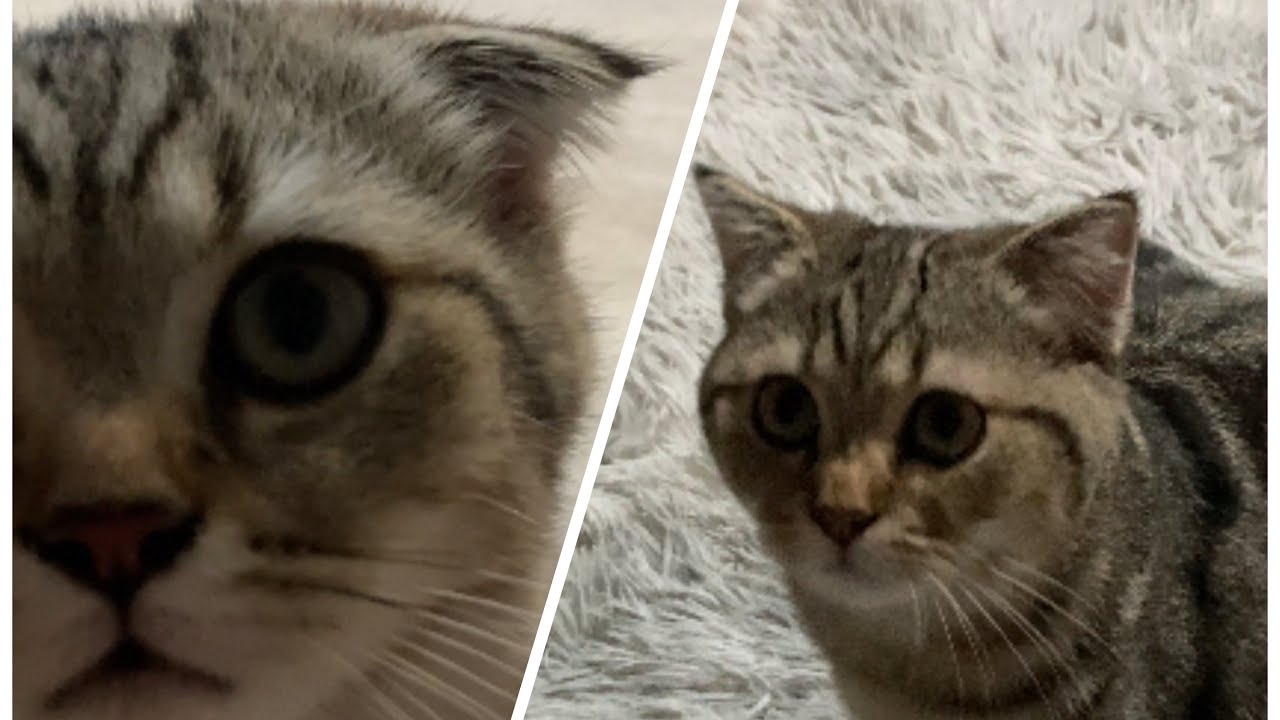My Scottish fold cat's ears unfolded - YouTube