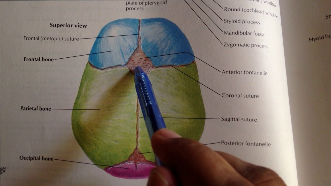 Skull of Human Body (Superior View) - YouTube