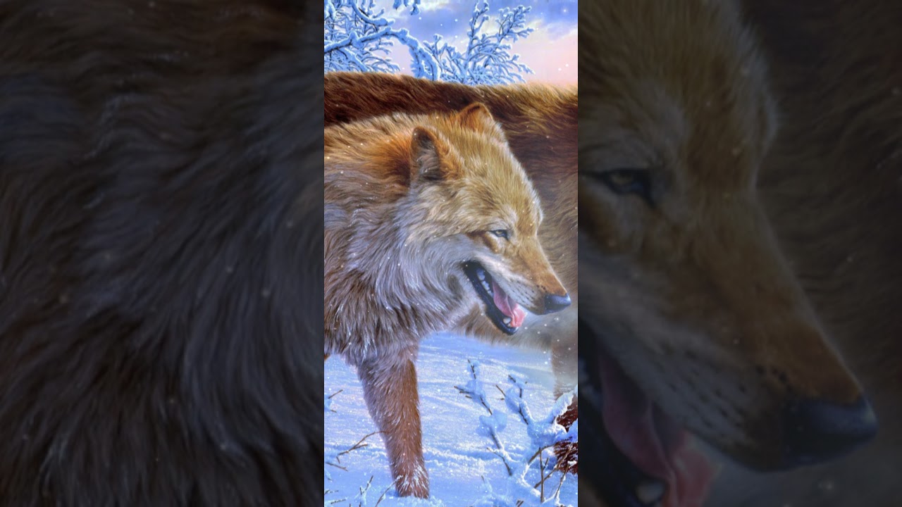 Wolf artwork live wallpaper | Wolf Live Wallpaper Android | Animated ...