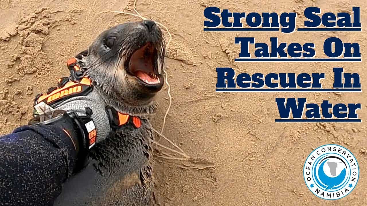 Strong Seal Takes On Rescuer In Water - YouTube