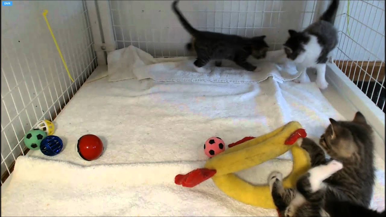 Ripley's Kittens ~ Silly, Sliding & Sideways - YouTube