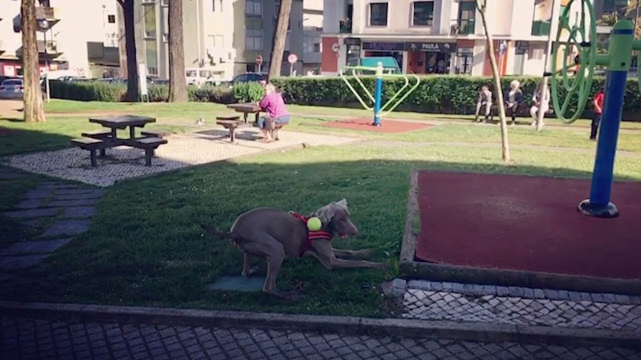 Dog Fails To Catch Ball In Slow Motion - YouTube