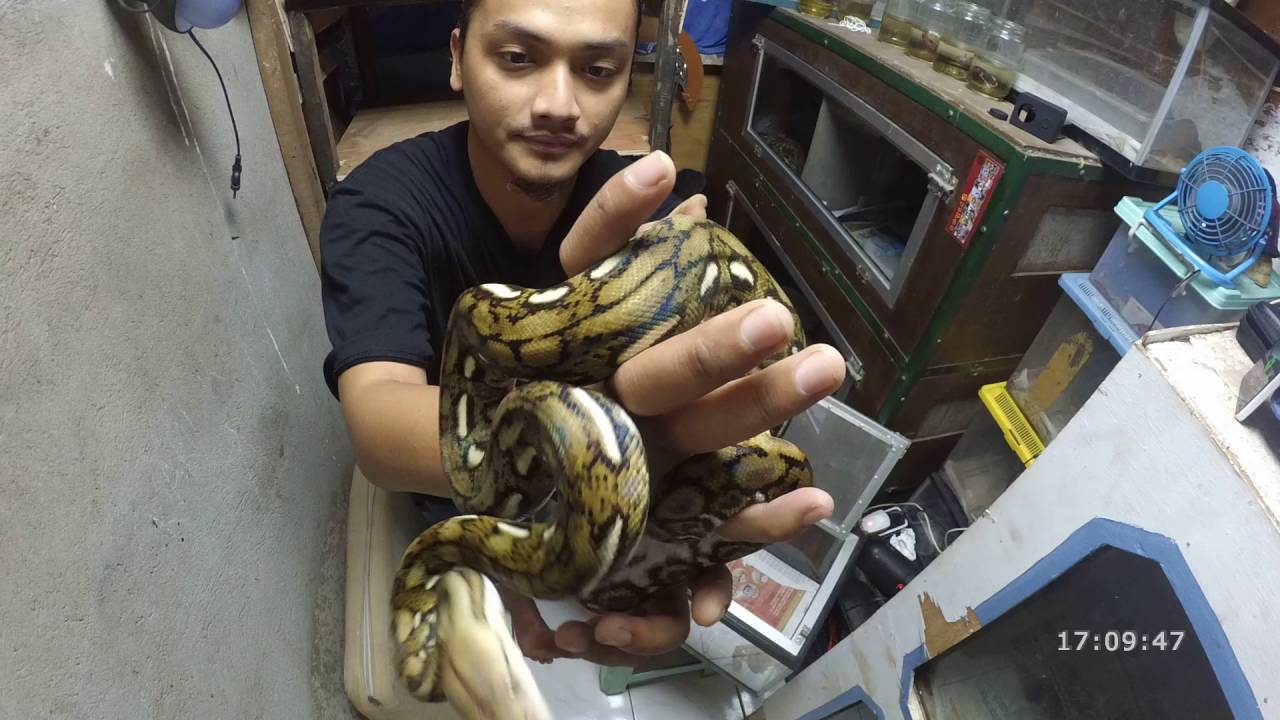 Retic tiger het albino anthrax (update BegundalReptile) - YouTube