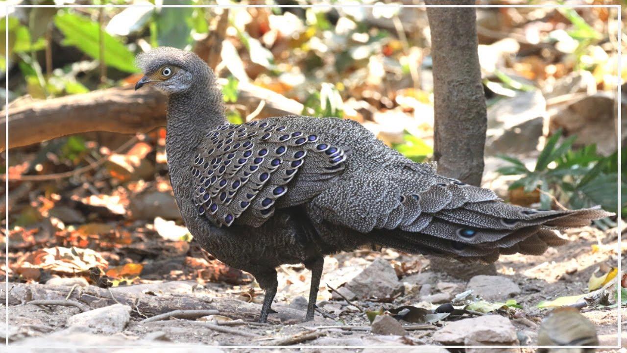 Grey Peacock Pheasant feeding at Kaeng Krachan | Polyplectron ...