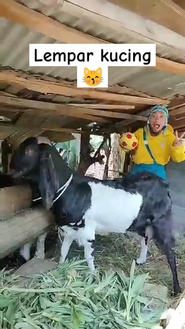 Lempar kucing #shorts #cat #kitten - YouTube