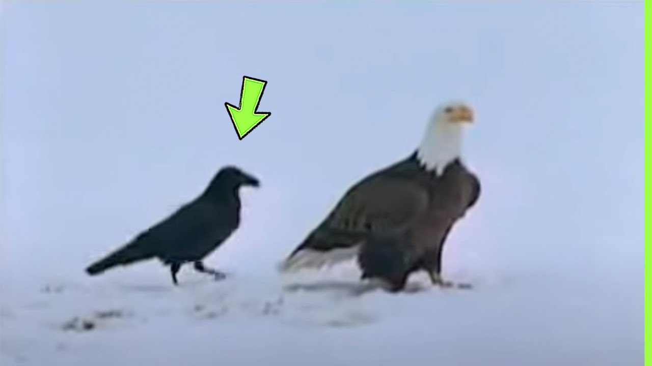 INACREDITÁVEL CORVO ATACA ÁGUIA - YouTube