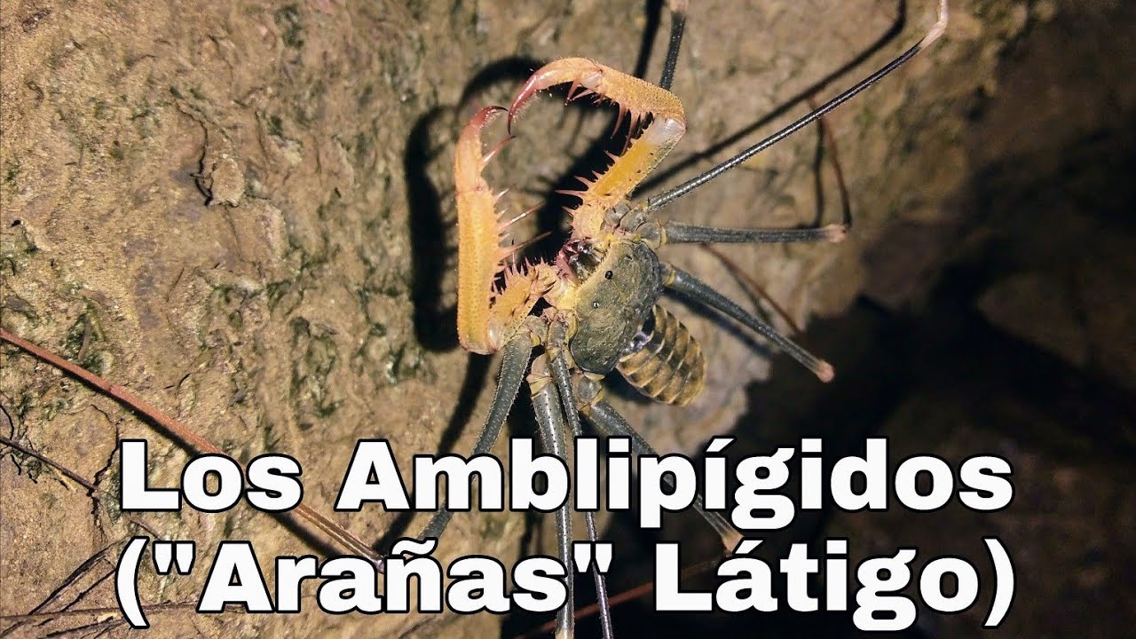 ¡Temibles depredadores que no requieren veneno para capturar a sus ...