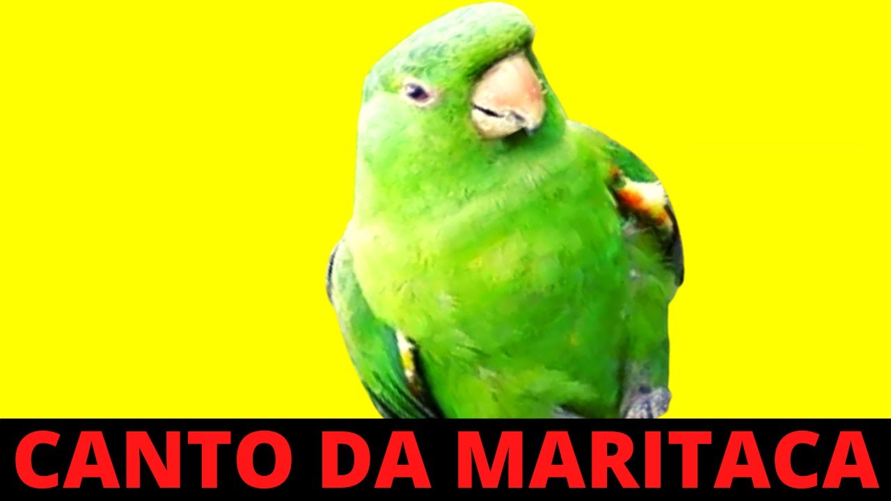 MARITACA CANTANDO NA NATUREZA - YouTube
