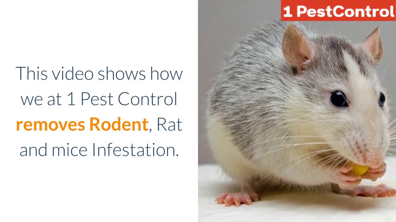Rodents Treatment - YouTube