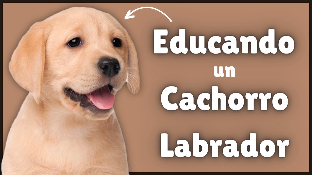 Cómo EDUCAR A Un Labrador Retriever Cachorro (De 3 meses!) - YouTube